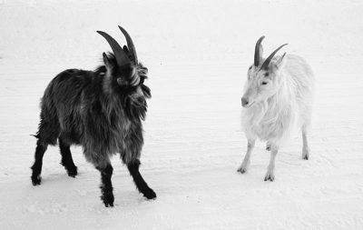 Breed Profile: Finnish Landrace Goat - Goat Journal